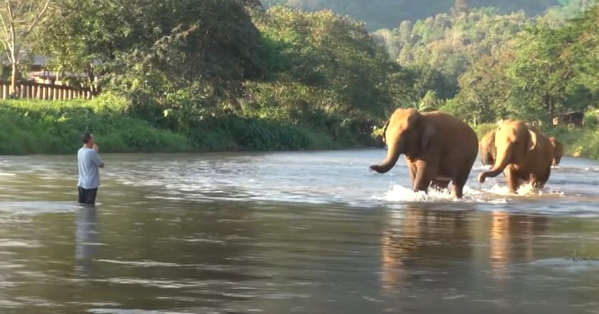 Elephant herd is overjoyed reuniting with human friend after 14 months ...