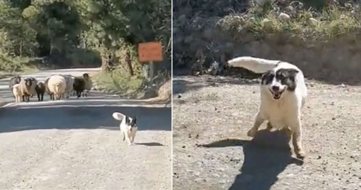 Little herding dog leading flock of sheep stops and asks man to do him ...