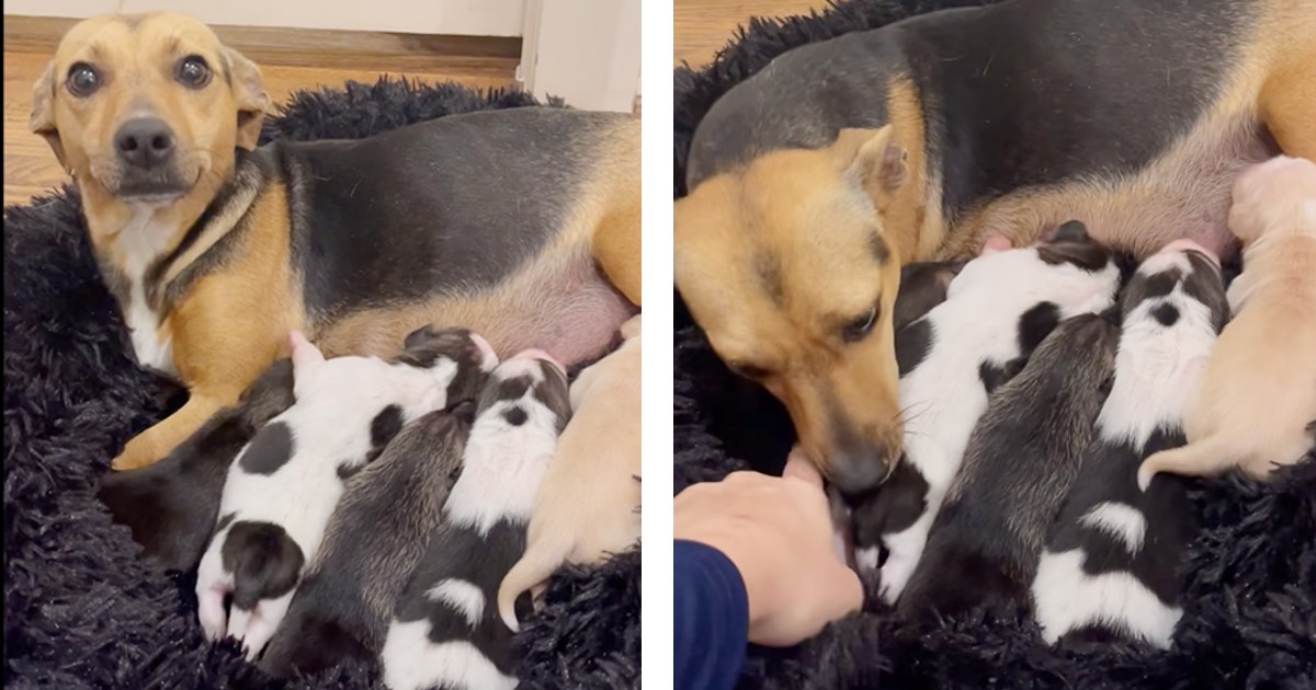 Mama dog reaches toward rescuer and asks to ‘hold hands’ while she’s ...