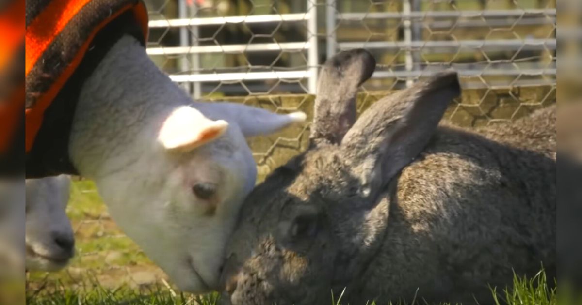 50 Pound bunny who doesn’t “fit in” with other rabbits “adopts” band of ...