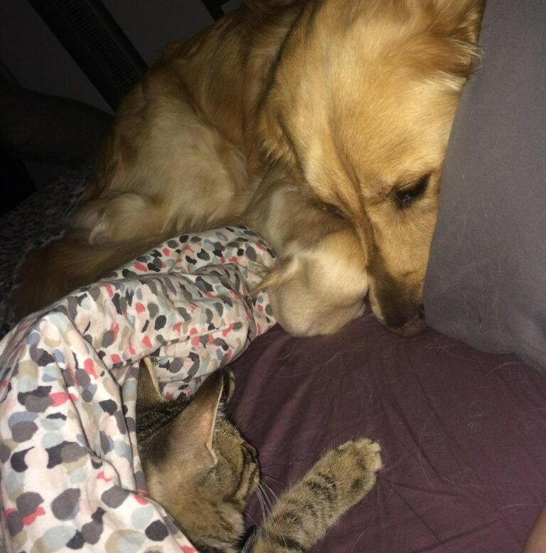 Dog owner returns home to find his Golden Retriever snuck his “new ...