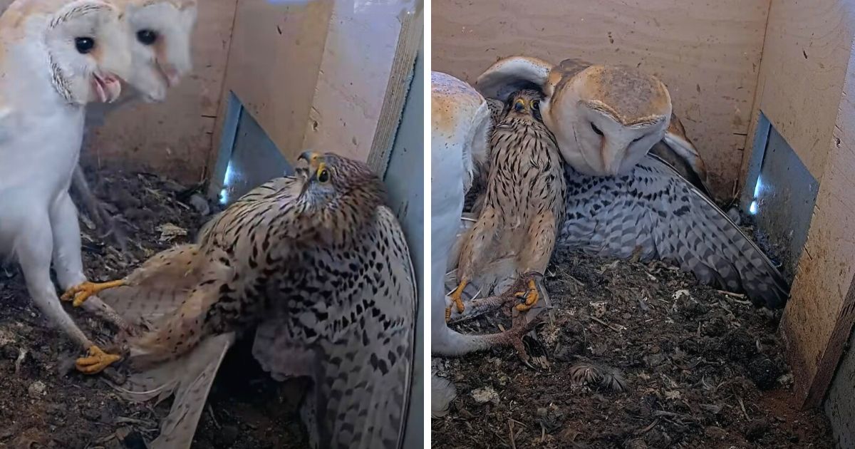 Wild kestrel enters owl’s nest and barn owls swoop in to make him think ...