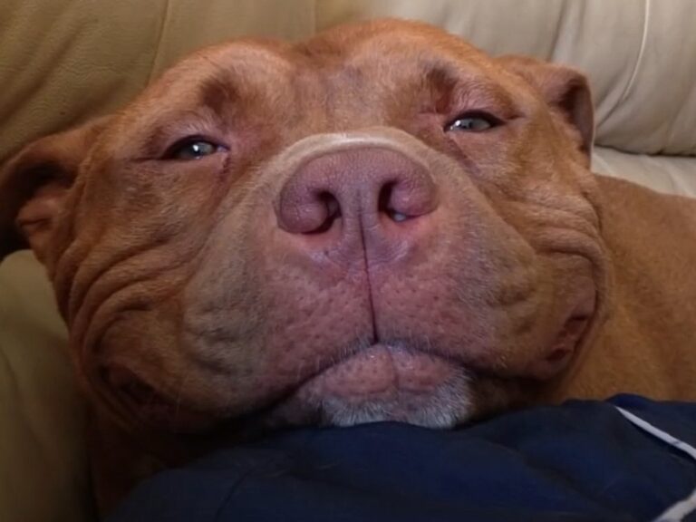 Rescue pitbull’s goofy grin wins his new mom’s heart and love from fans ...