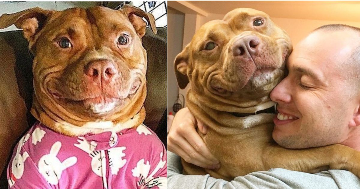 Rescue pitbull’s goofy grin wins his new mom’s heart and love from fans ...
