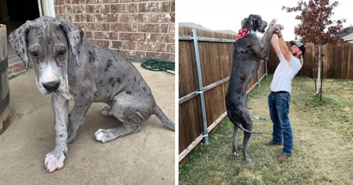 Family adopts puppy unaware he’ll become the ‘world’s tallest dog’