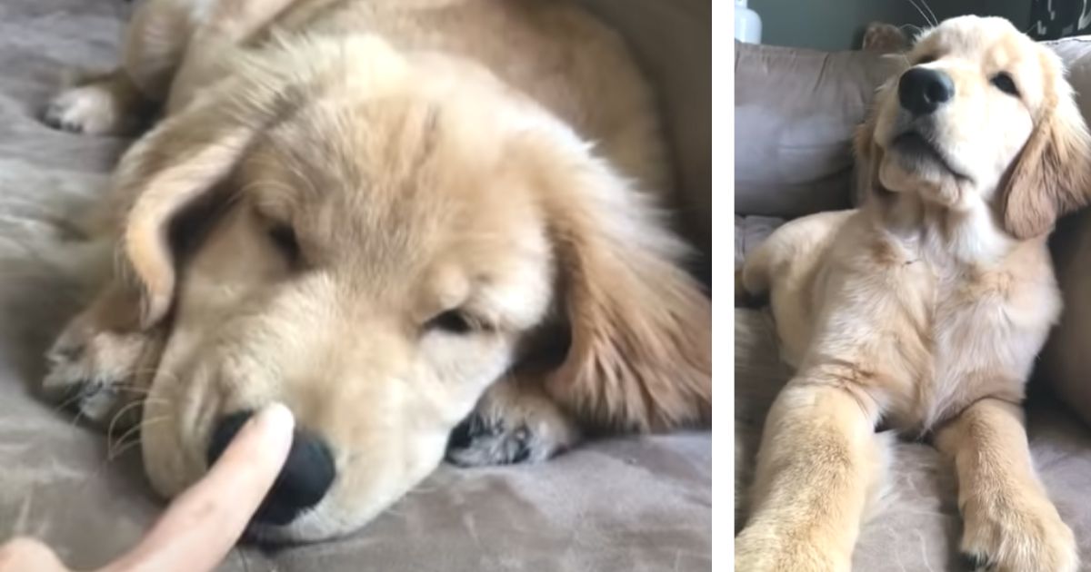 Dog melts hearts ‘telling off’ mom after she ‘boops’ nose too many times