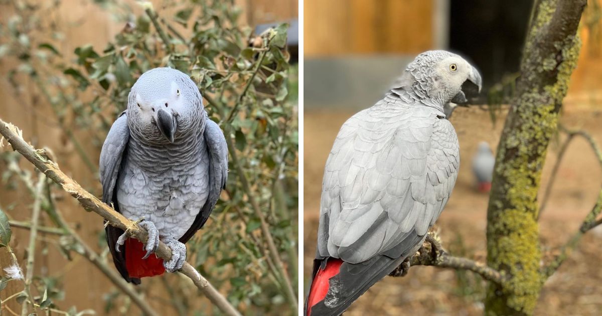 Pandemonium of parrots love swearing at visitors so much they have to ...