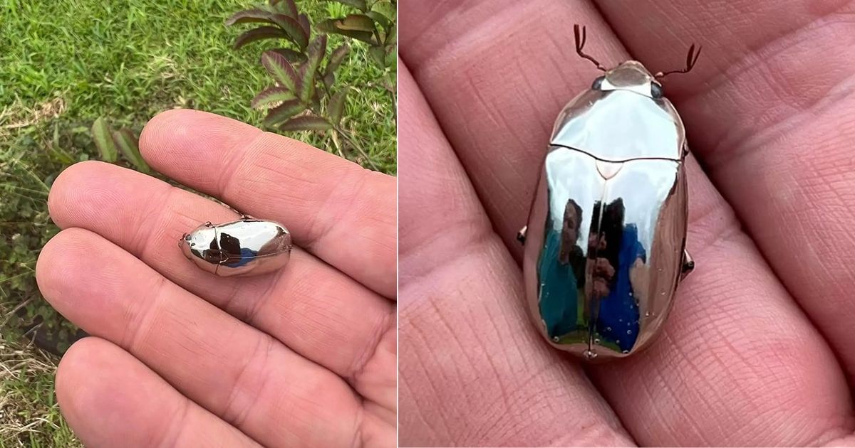 Man finds rare mirror-like scarab beetle while out on for a stroll