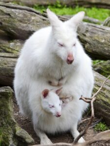 30 Breathtakingly Rare Albino (and Leucistic) Animals