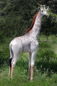 30 Breathtakingly Rare Albino (and Leucistic) Animals
