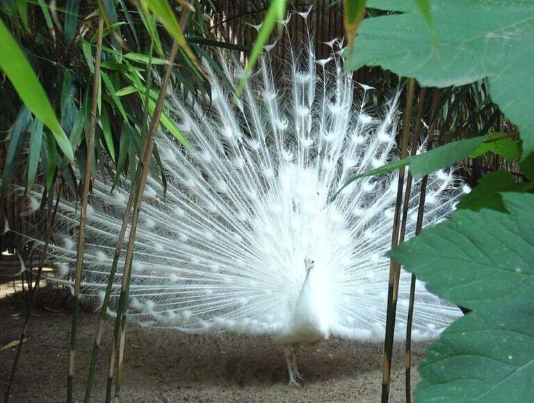 30 Breathtakingly Rare Albino (and Leucistic) Animals