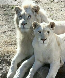 30 Breathtakingly Rare Albino (and Leucistic) Animals