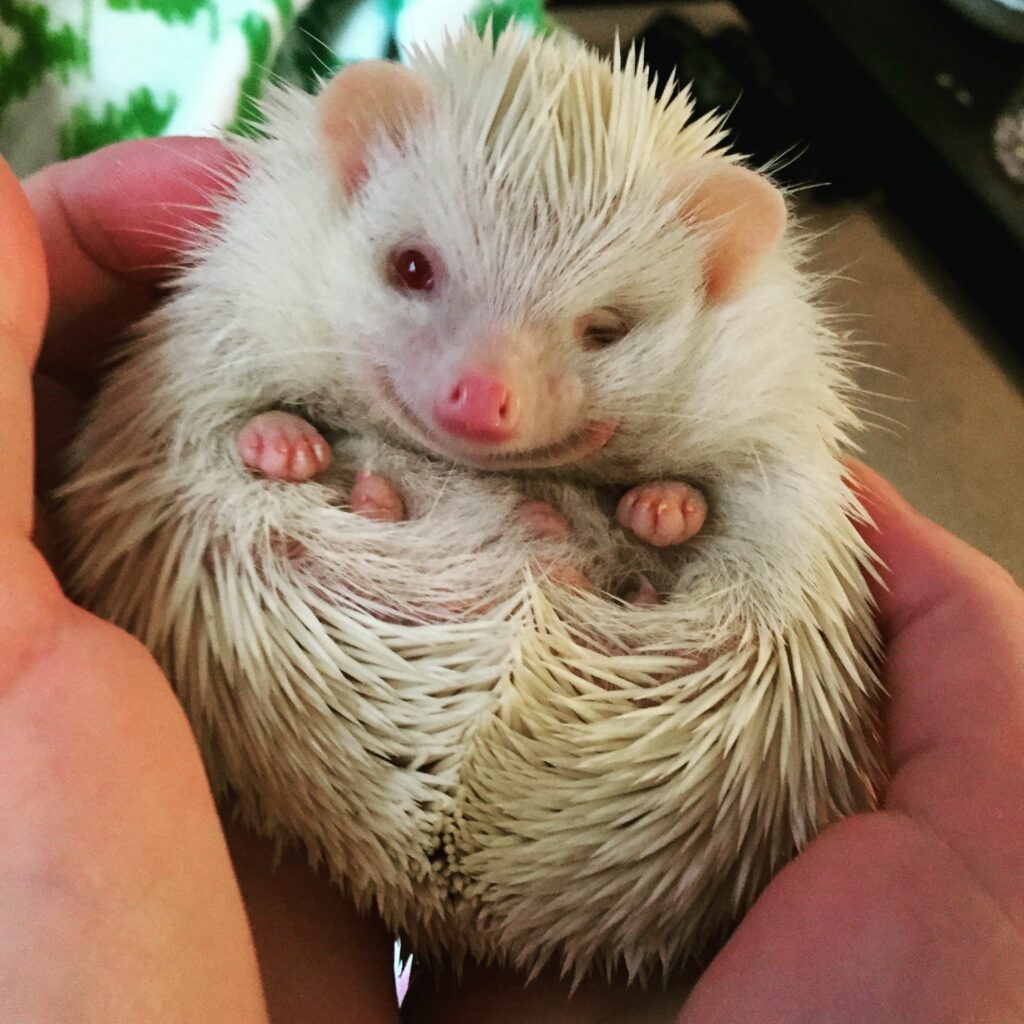 30 Breathtakingly Rare Albino (and Leucistic) Animals