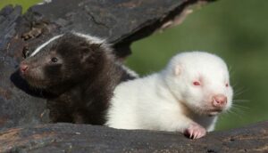 30 Breathtakingly Rare Albino (and Leucistic) Animals