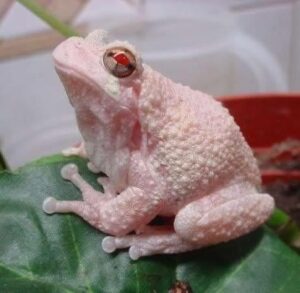 30 Breathtakingly Rare Albino (and Leucistic) Animals