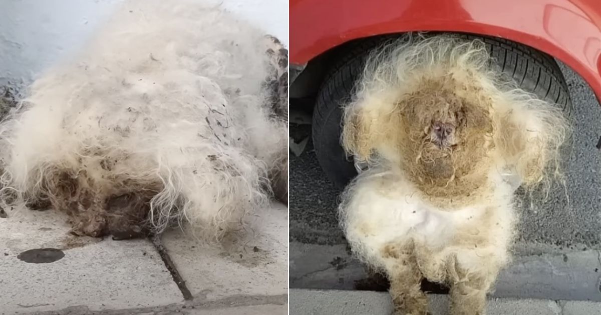 Rescuers reveal adorable little dog under severe matting and layers of dirt