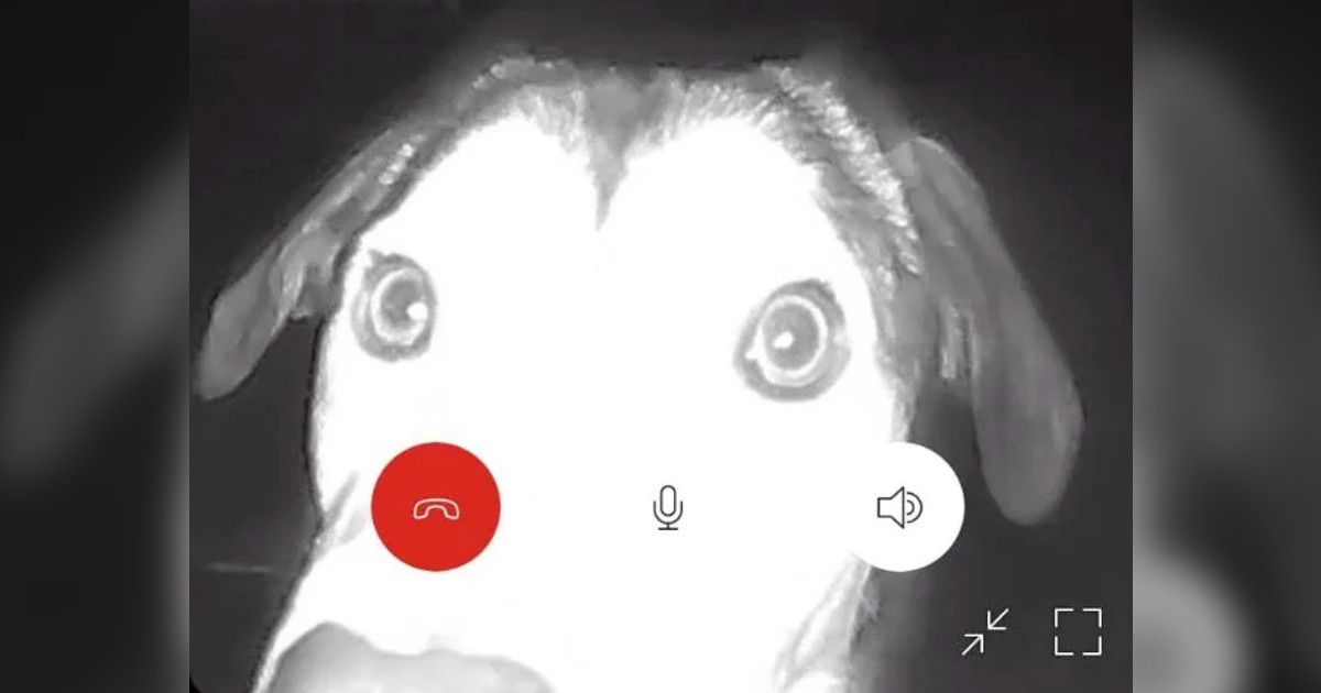 Animal shelter hears doorbell ring at 1:30 AM and sees a familiar face