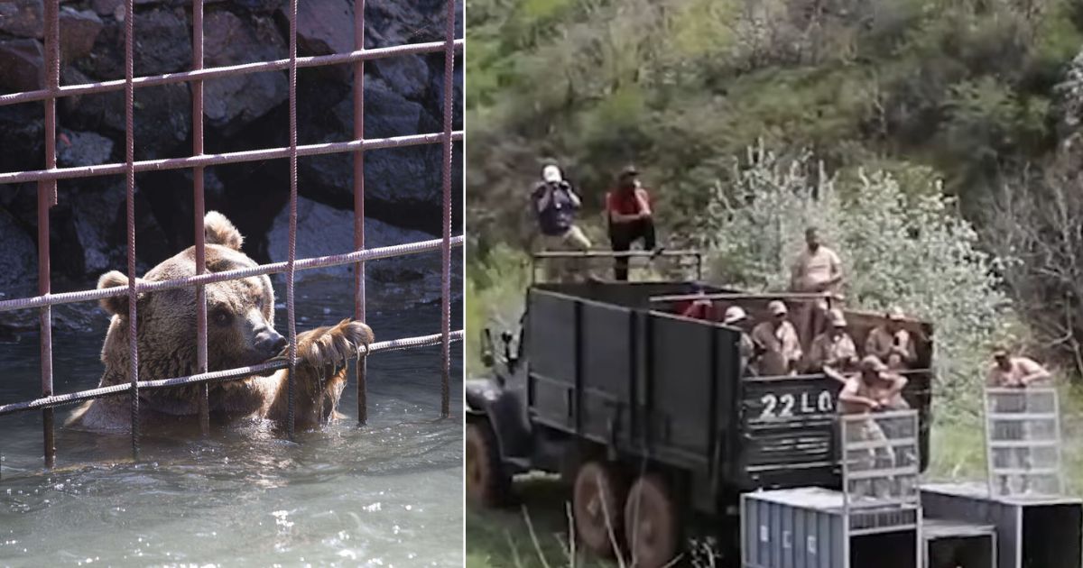 Bears who spent 10 years almost drowning in a tiny cage finally take ...