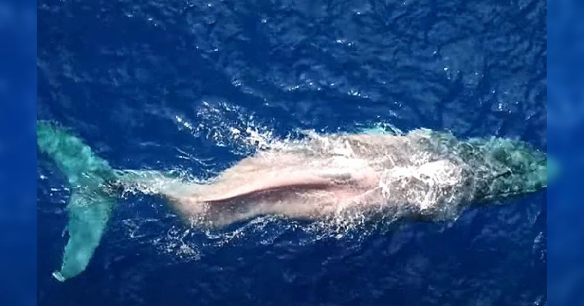 Whale amazes researchers by swimming 3,000 miles across the ocean with ...