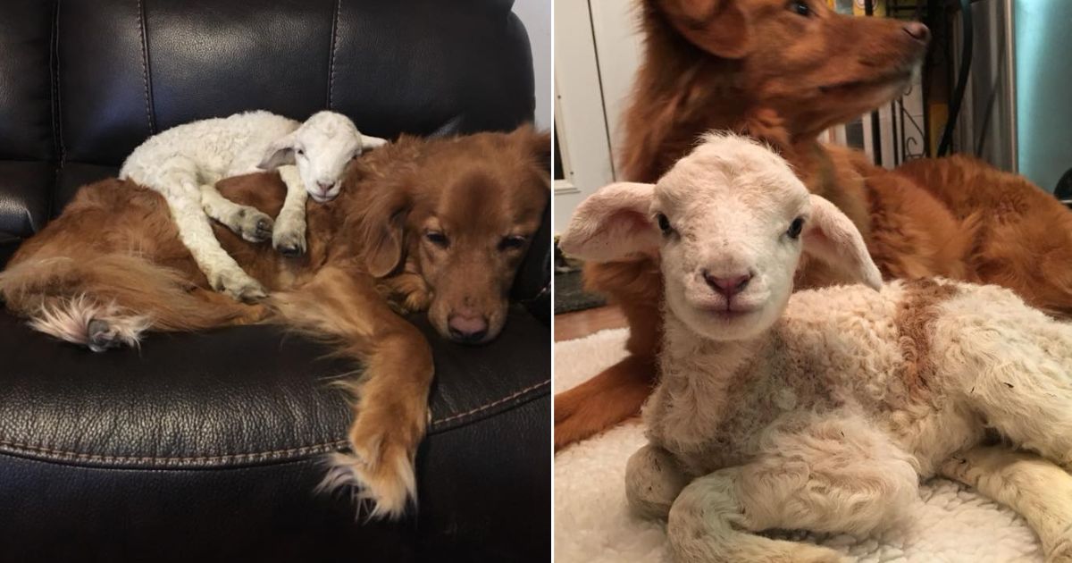 Sweet goat goes above and beyond to comfort dog who had just lost his ...