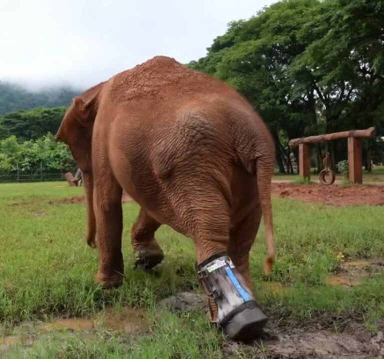 Rescuers film heartwarming moment elephant tries prosthetic leg for 1st ...