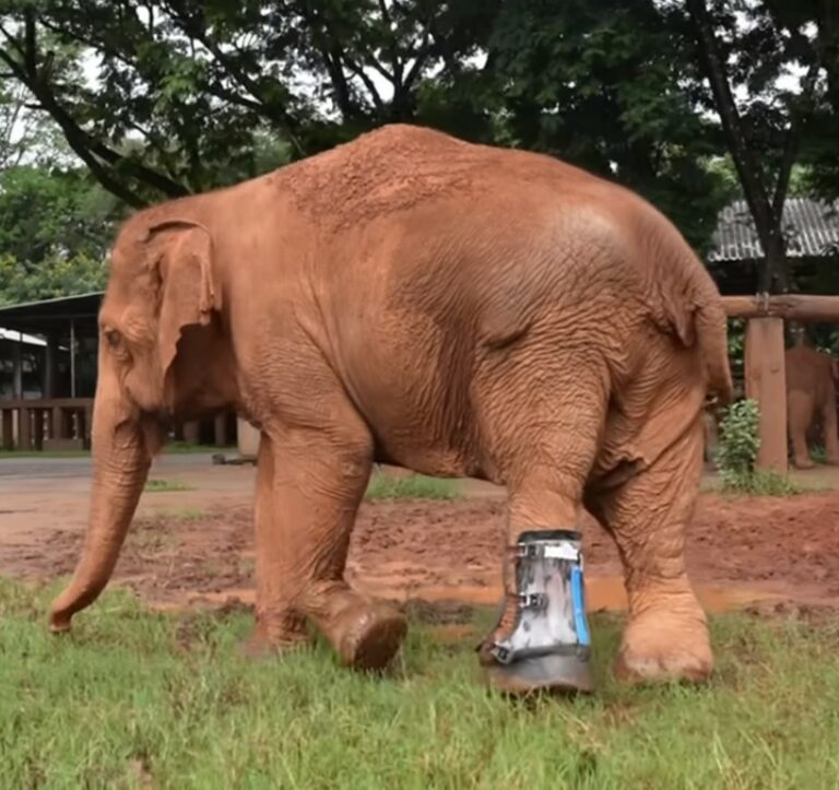 Rescuers film heartwarming moment elephant tries prosthetic leg for 1st ...