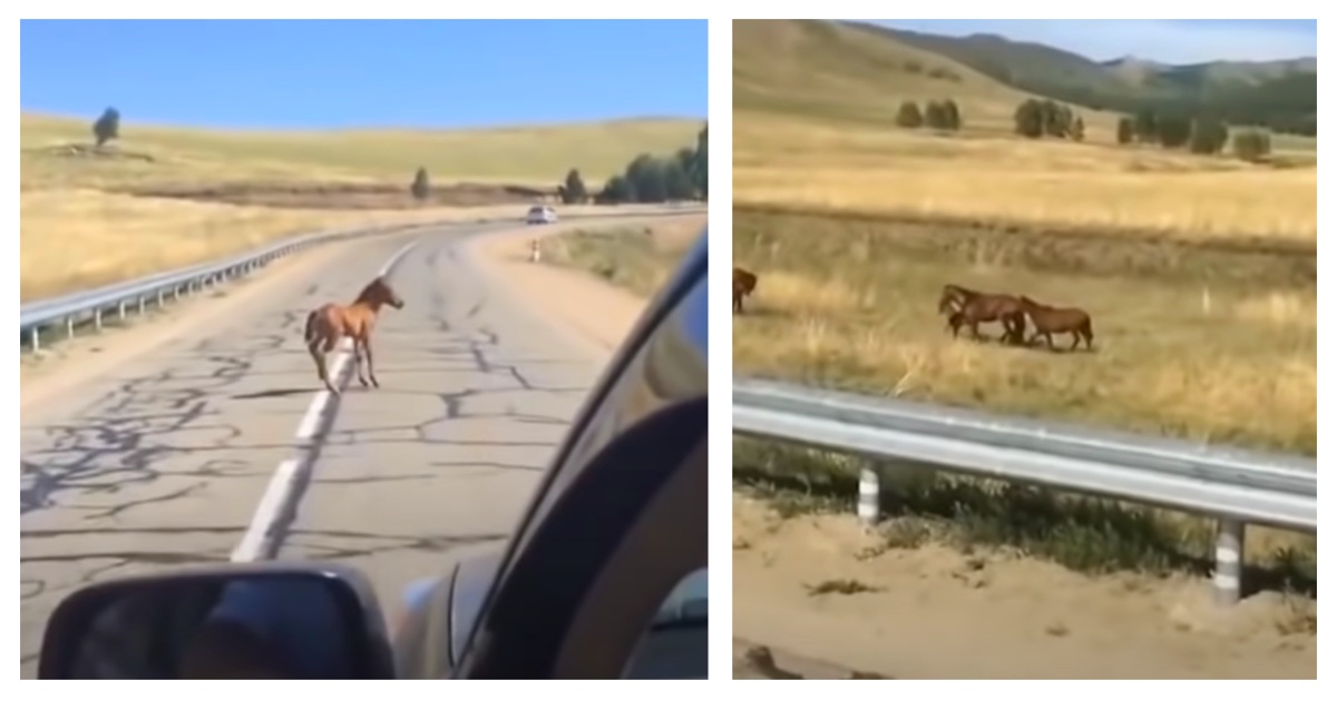 Man pulls over at sight of scared foal separated from it’s mom & goes ...