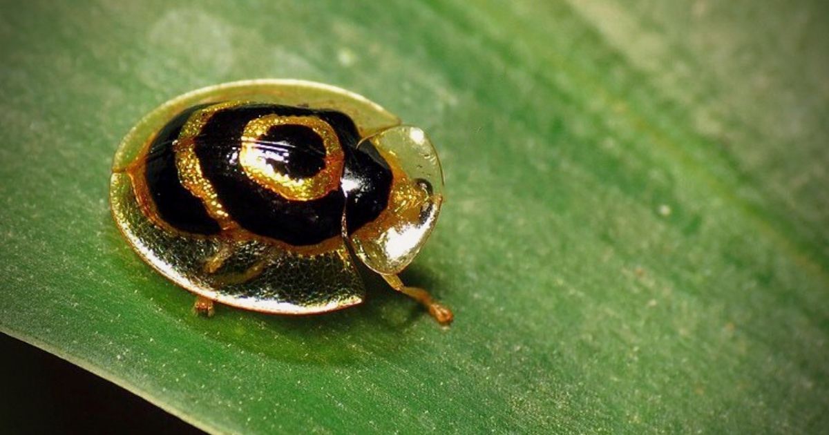 30 Really Bizarre Animals That Are Hard To Believe Actually Exist