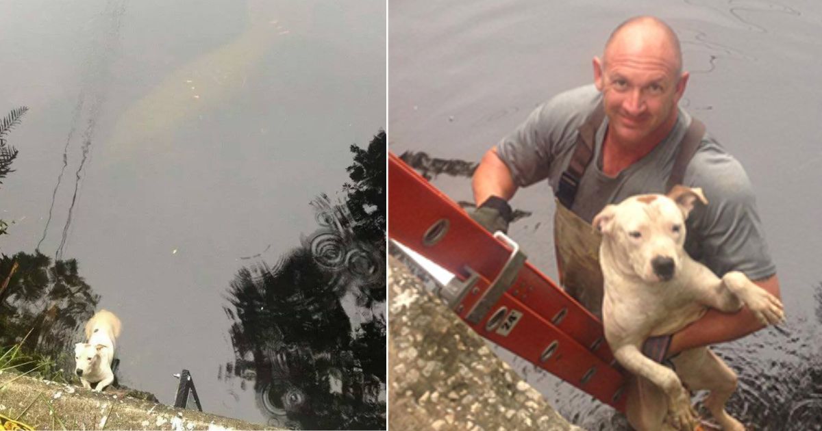 Manatee stands watch over stranded dog like a “guardian angel” to make ...