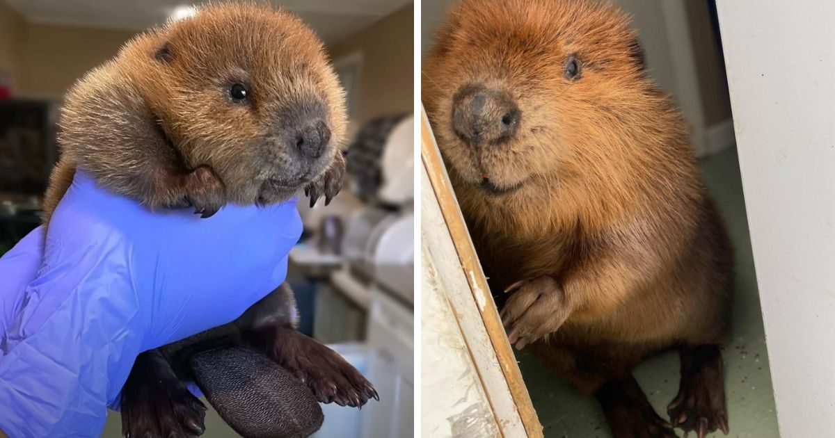 Baby beaver grabs rescuers’ attention with “uncanny” knack for object ...