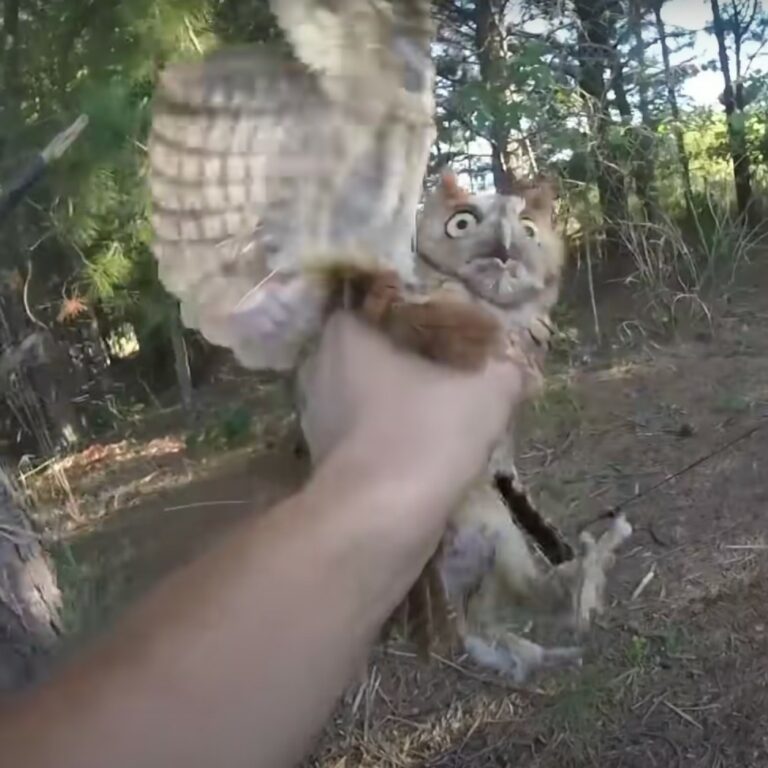 Man finds ‘crying’ owl trapped in a fishing line and refuses to turn ...
