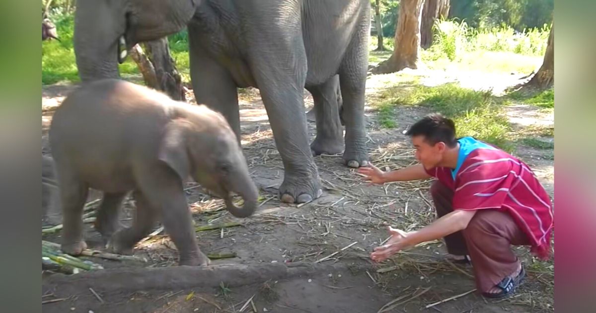 Man crouches down to ask baby elephant for a hug and gets something ...