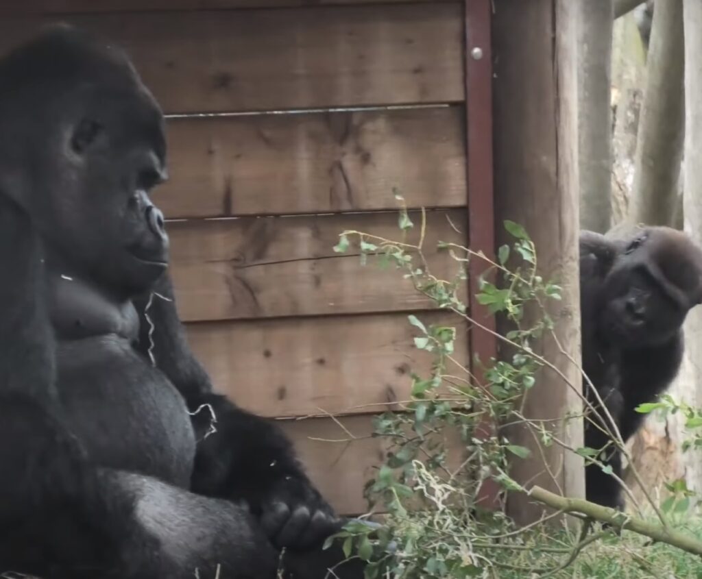 Baby gorilla hilariously messes with grumpy dad