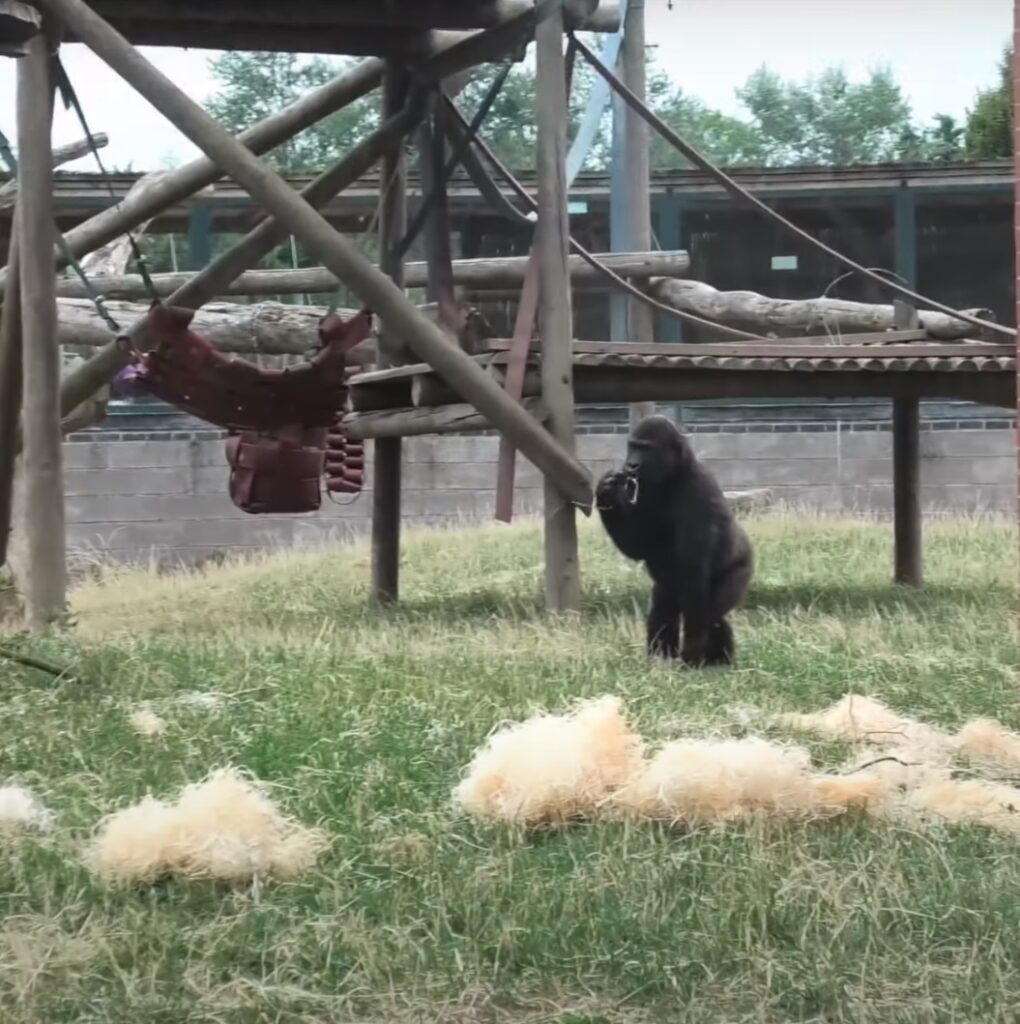 Baby gorilla hilariously messes with grumpy dad