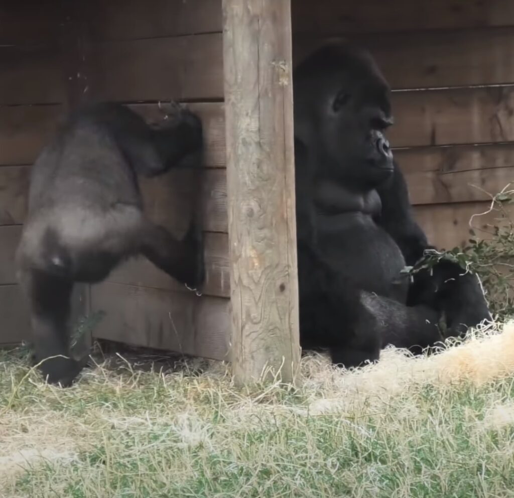 Baby gorilla hilariously messes with grumpy dad