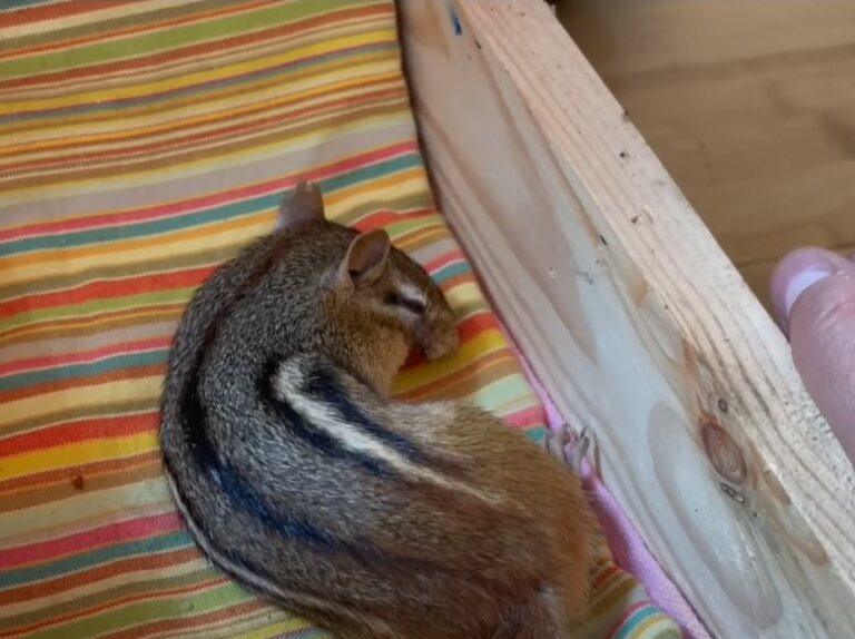 Couple finds unconscious chipmunk on their deck and quickly scoop him up