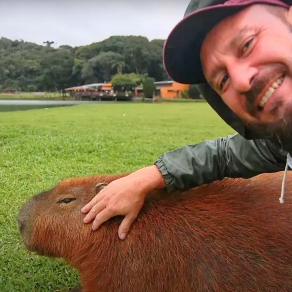 Friendly capybara grabs her new human friend and goes to introduce him ...