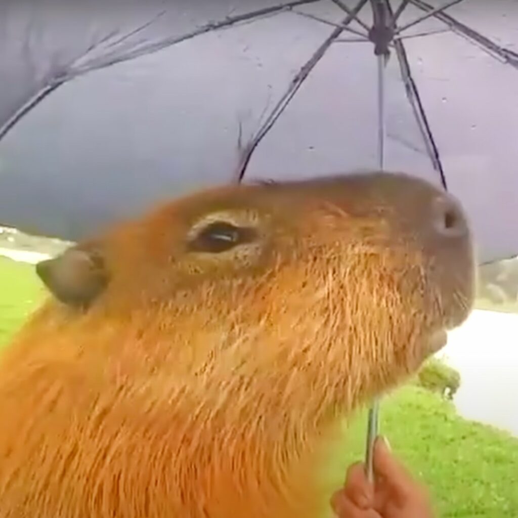 Friendly capybara grabs her new human friend and goes to introduce him ...