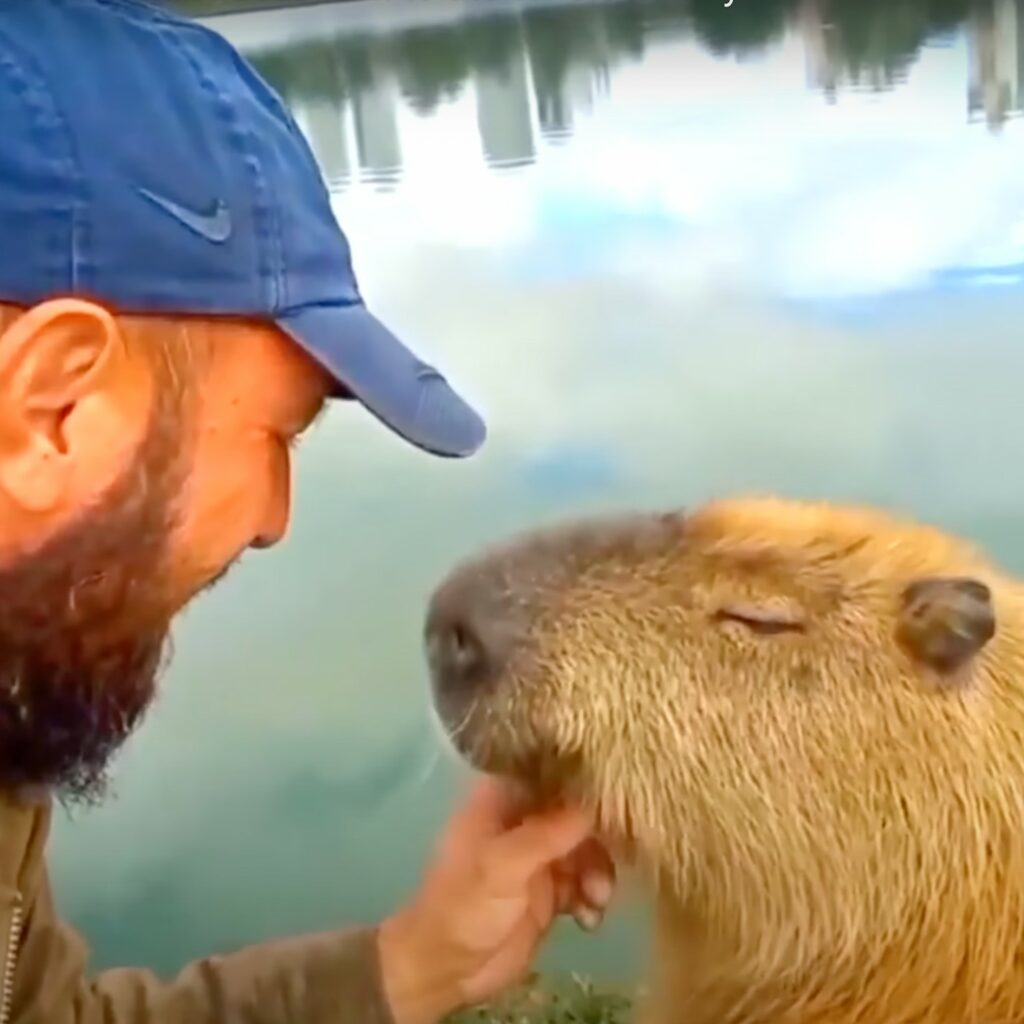 Friendly capybara grabs her new human friend and goes to introduce him ...