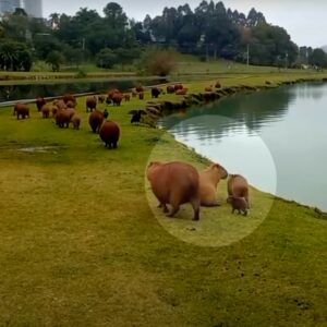 Friendly capybara grabs her new human friend and goes to introduce him ...
