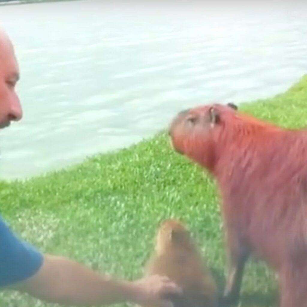 Friendly capybara grabs her new human friend and goes to introduce him ...