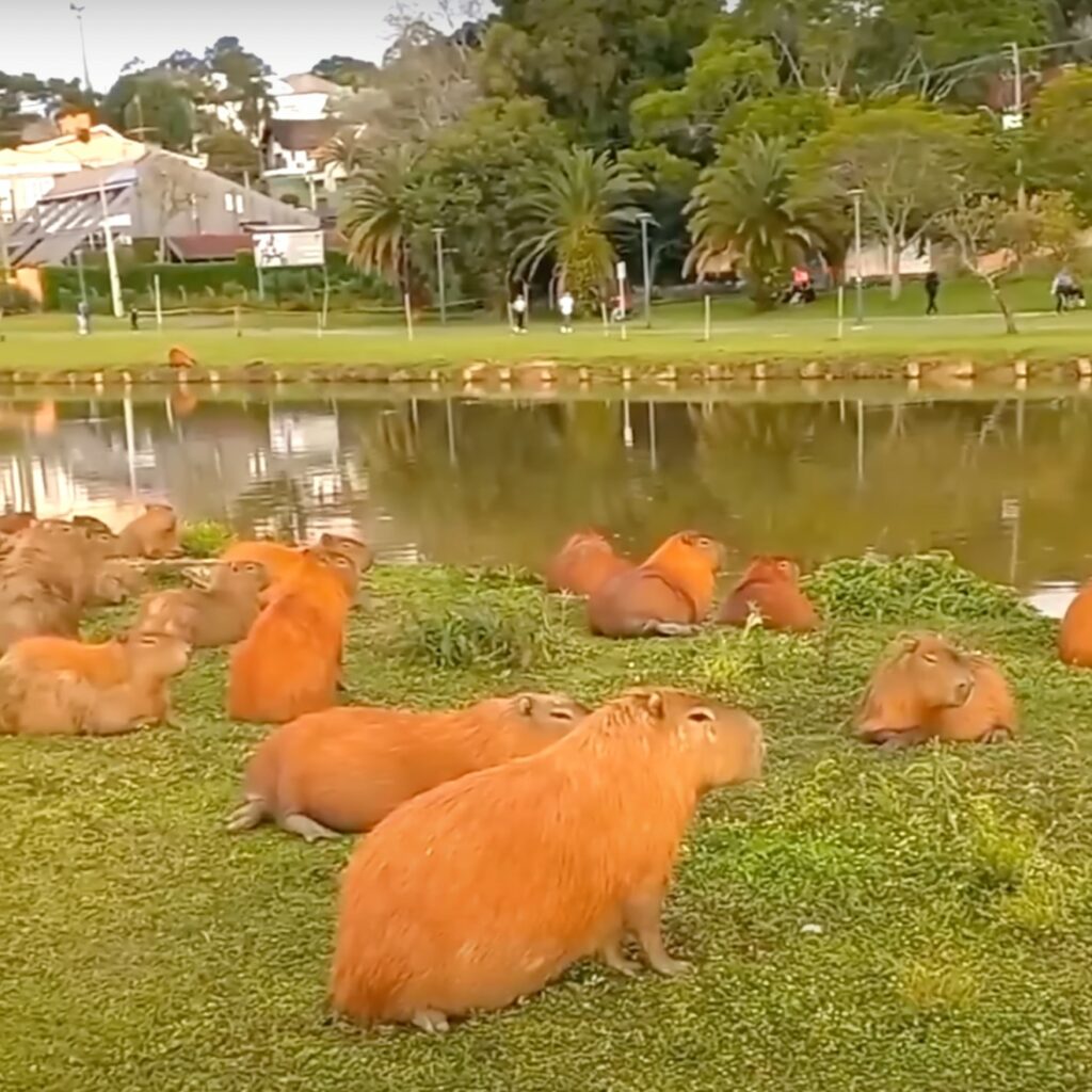 Friendly capybara grabs her new human friend and goes to introduce him ...