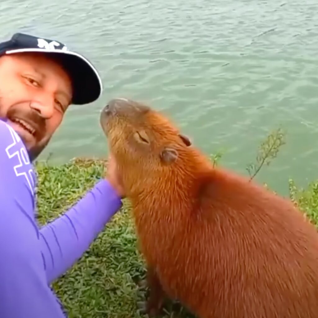 Friendly capybara grabs her new human friend and goes to introduce him ...
