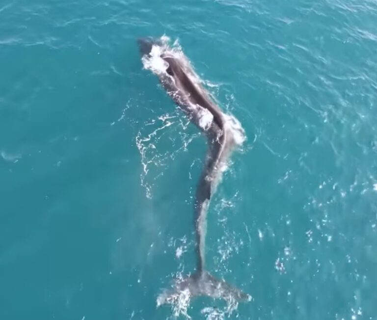 Captured footage shows a 55-foot whale with a severe case of scoliosis ...