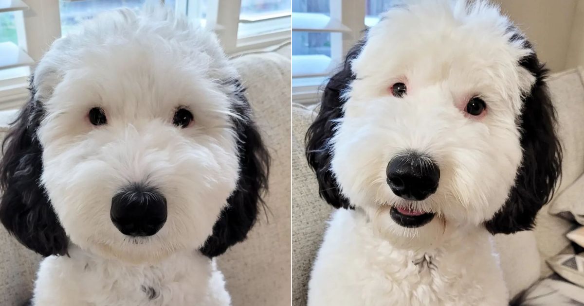 Fans are swooning for this adorable Sheepadoodle who looks exactly like ...