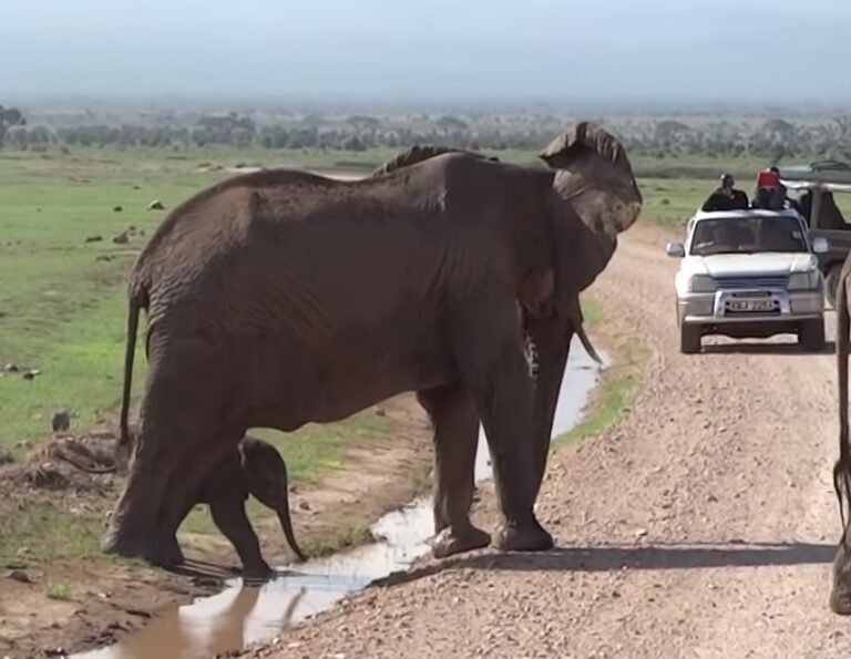Nervous baby elephant refuses to cross stream until family offers to ...