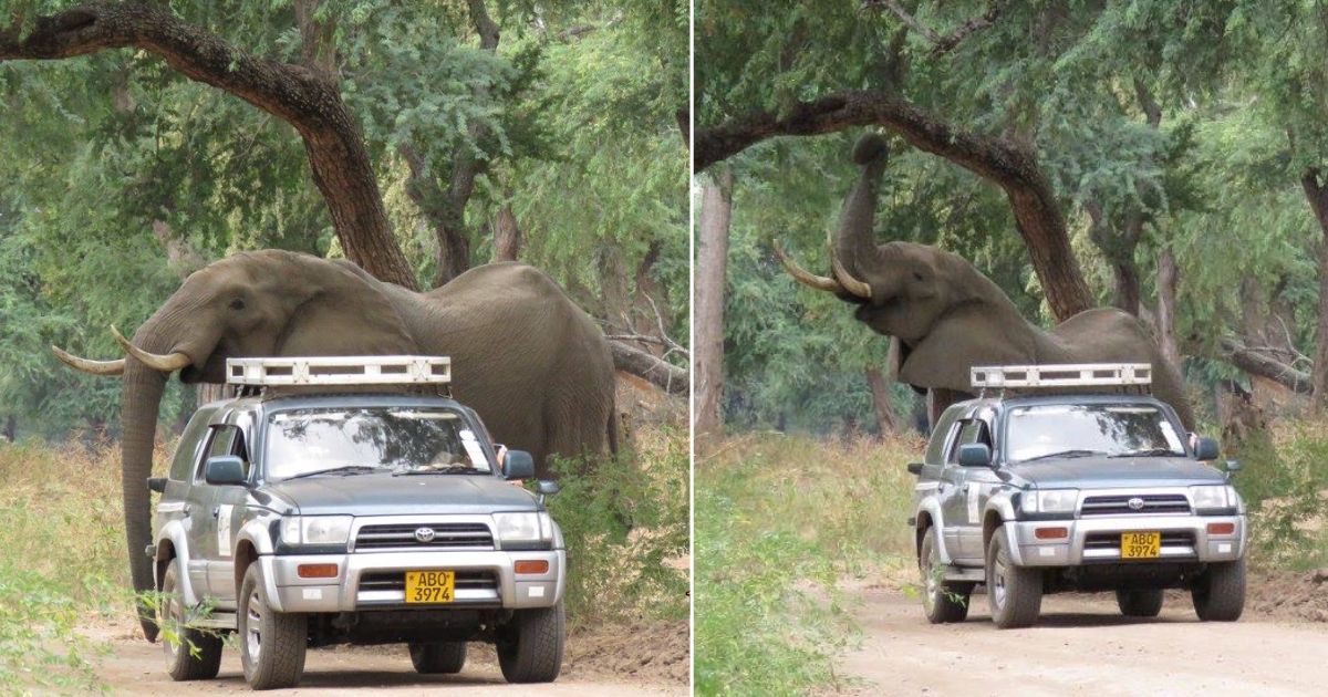 Distressed elephant with bullet embedded in his skull spots humans and ...