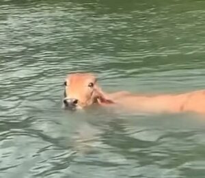 Friends spot giant cow drowning in the middle of deep lake and jump ...
