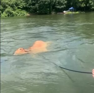 Friends spot giant cow drowning in the middle of deep lake and jump ...