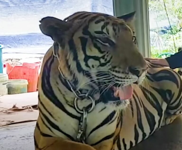 Tiger chained up her whole life takes her first free steps
